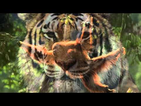 Alexandra Bros, Keri Dugan, Cara Dugan Deforestation Project - YouTube