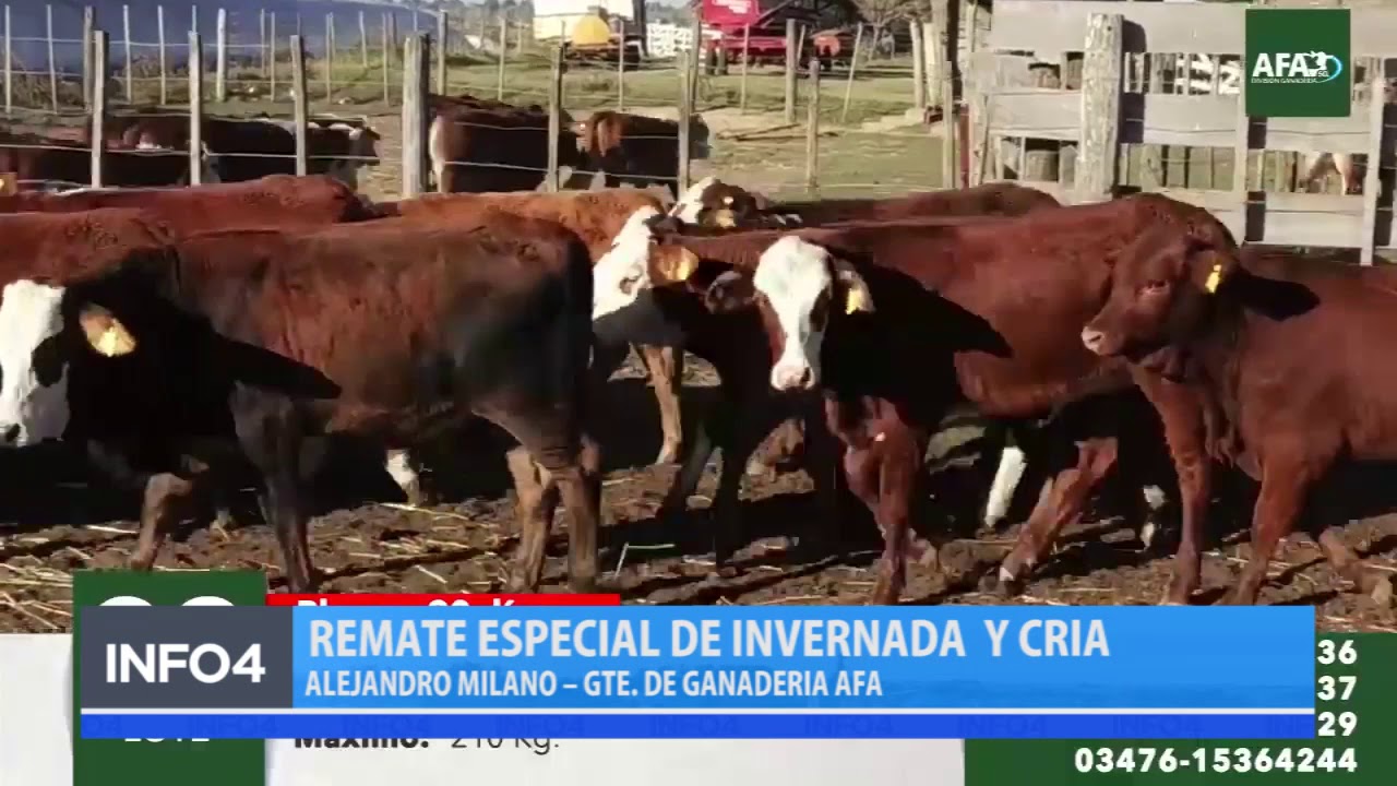 ALEJANDRO MILANO – GTE DE GANADERIA AFA - YouTube