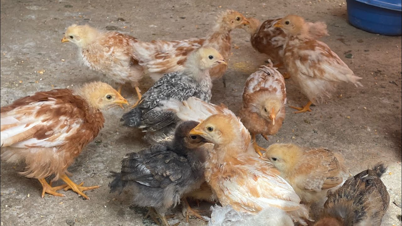 Alimentando y cuidando a mis 20 pollitos - YouTube
