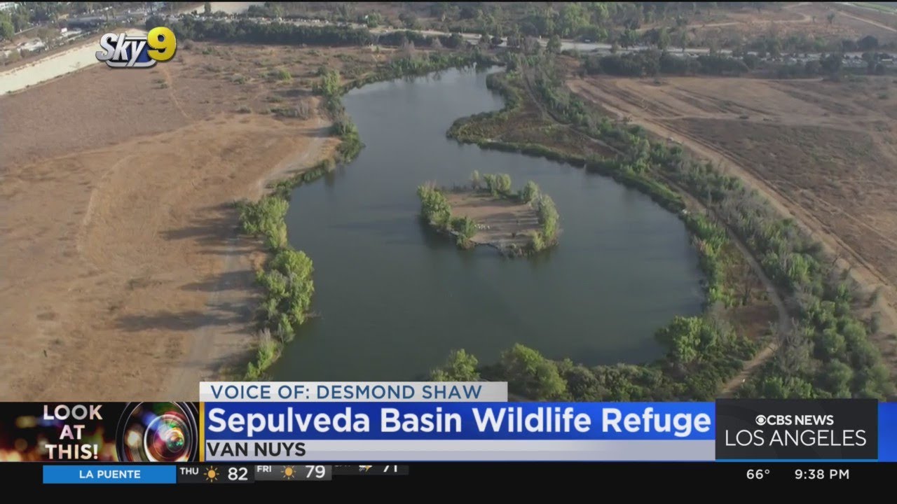 Look At This!: Sepulveda Basin Wildlife Refuge - YouTube