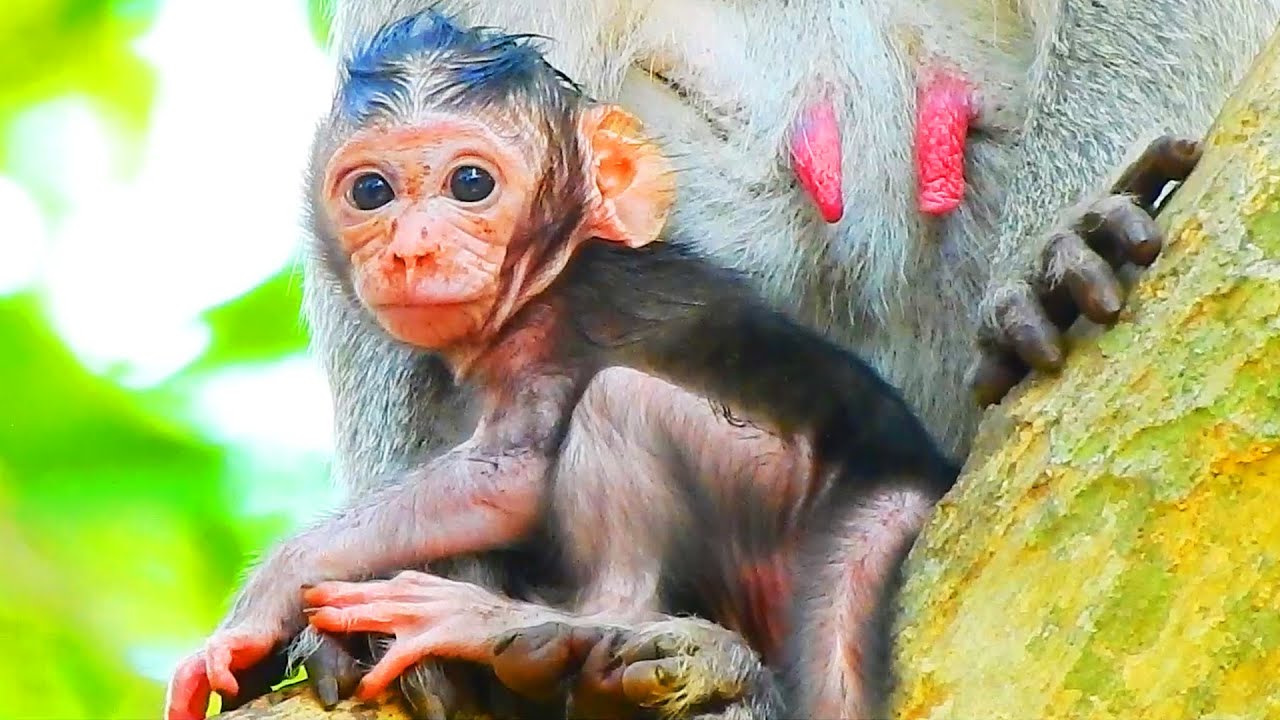 JANE MONKEY FAMILY WITH JONNA BABY! SO CUTE BABY MONKEY JUST BORN AT ...