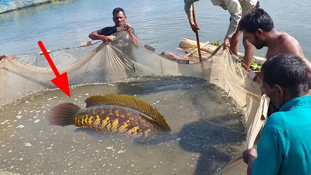 Fishermen have found strange fish while fishing from the bill with nets ...