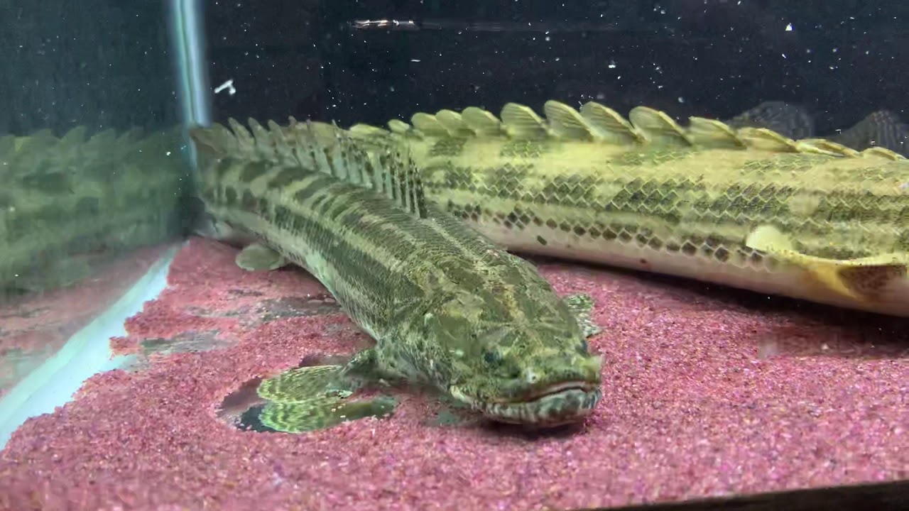 bichir feeding - YouTube
