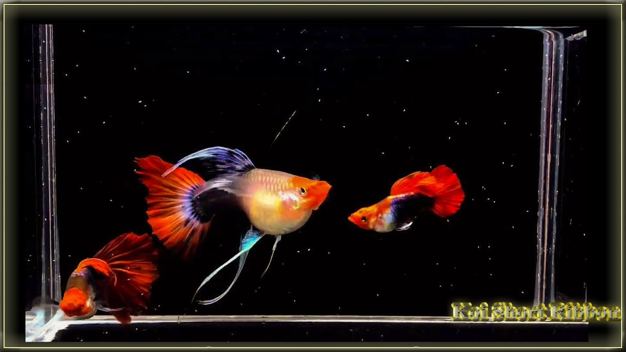 Collection of Guppy -Koi Short Ribbon - YouTube