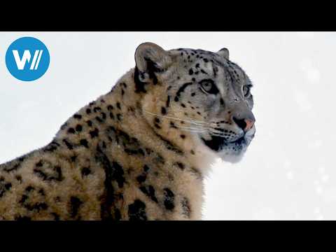Kirgisistan, Hoffnung für die Schneeleoparden (ARTE 360° Reportage)