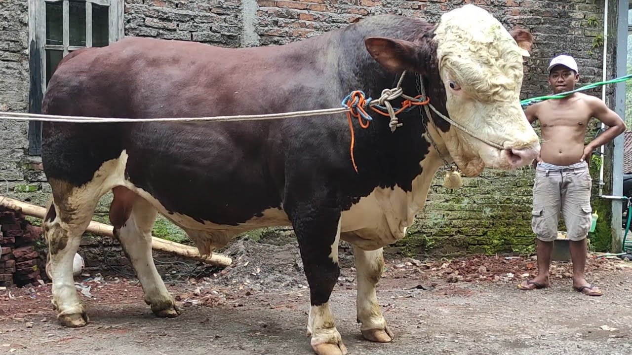TIMBANG SAPI CALON QURBAN WOW BESAR BANGET ‼️ - YouTube