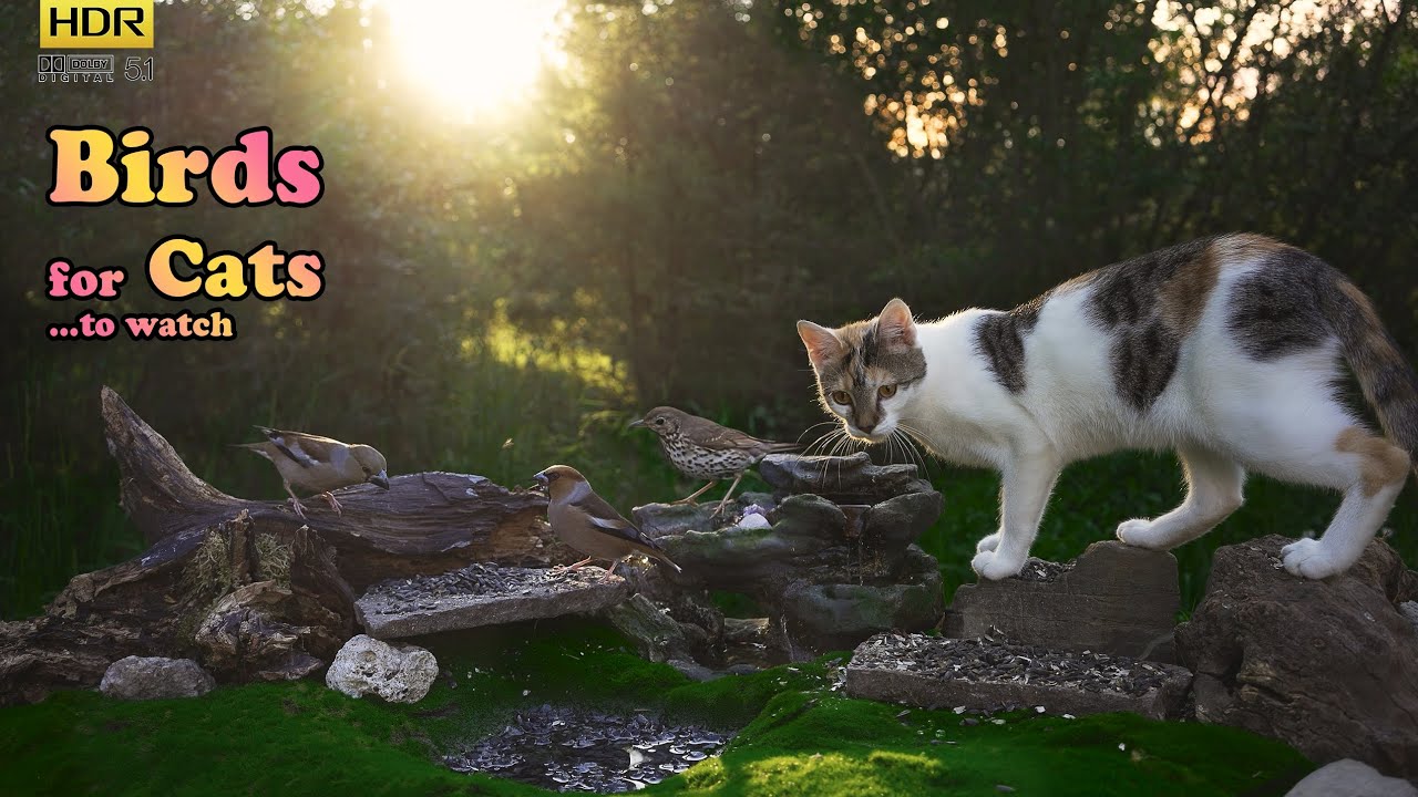 Birds for Cats to watch: Birds: for Cats & Pets to watch - 4K HDR ...