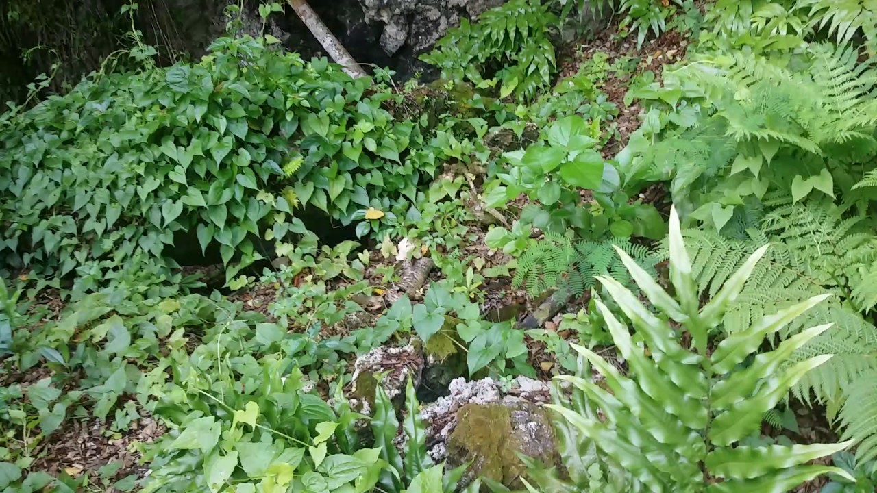 Japanese command centre, Rota Island, Northern Marianas. - YouTube