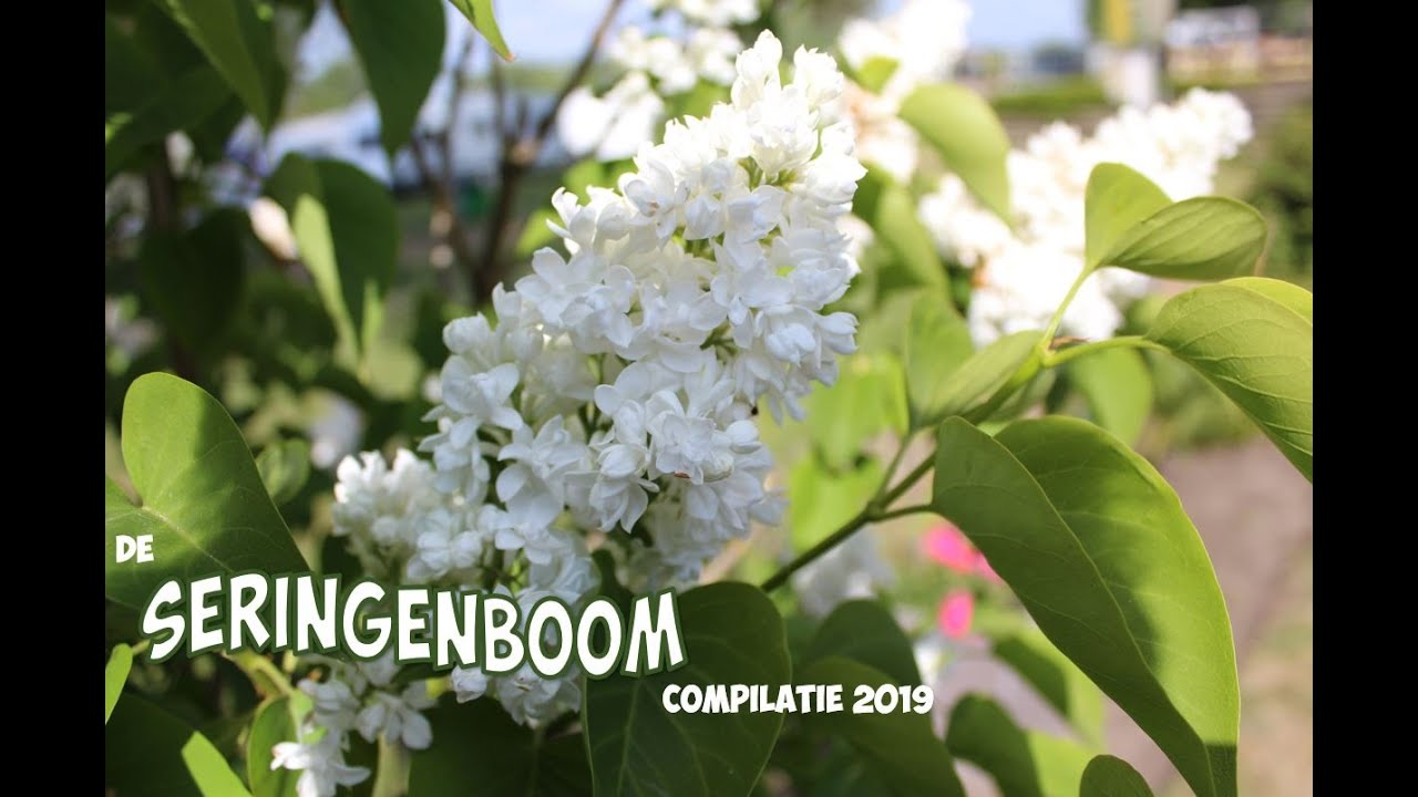 De Seringenboom 2019 - YouTube