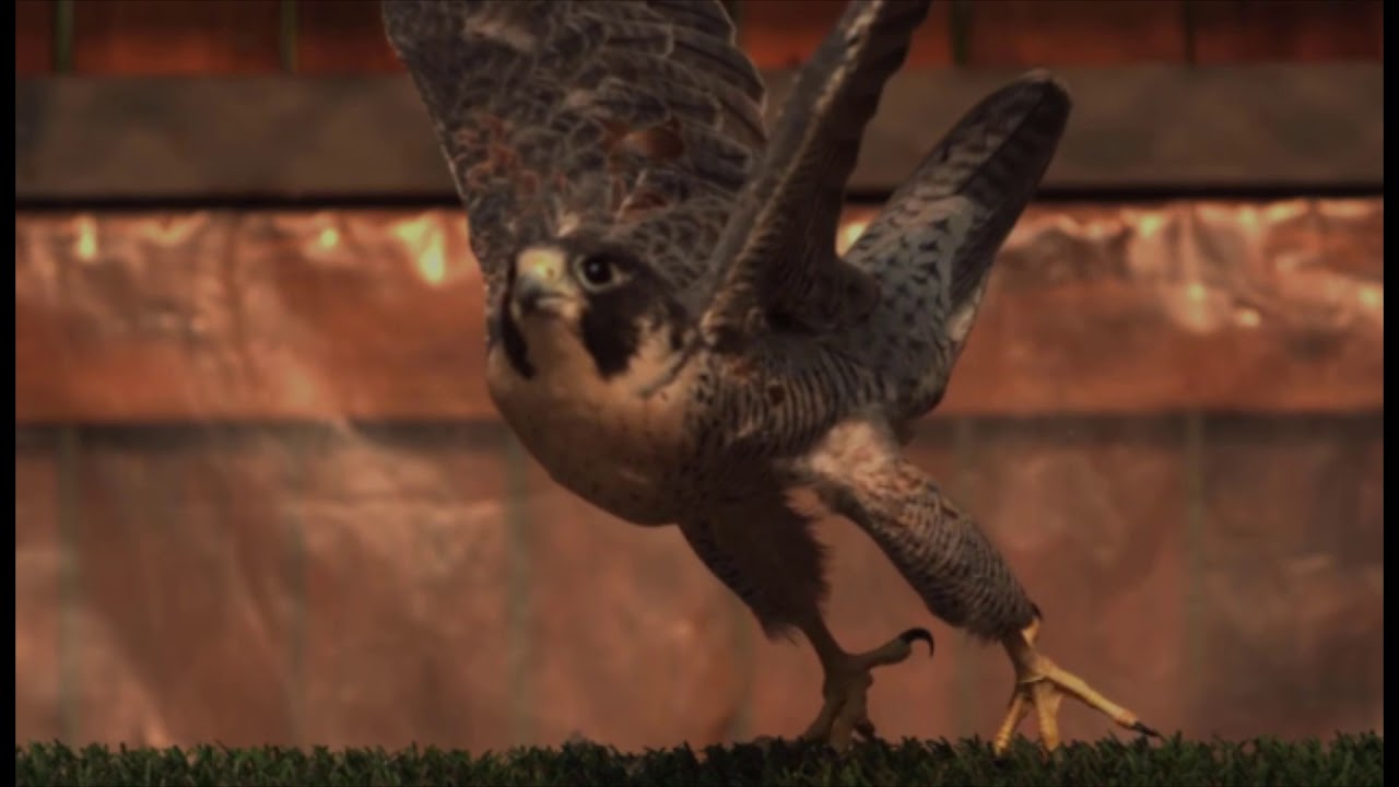 Falcon dies - YouTube