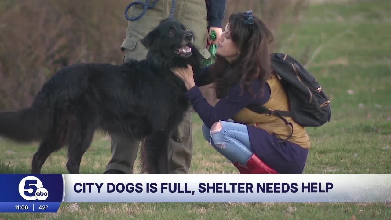 City Dogs Cleveland near max capacity after taking in 95 dogs in a week ...