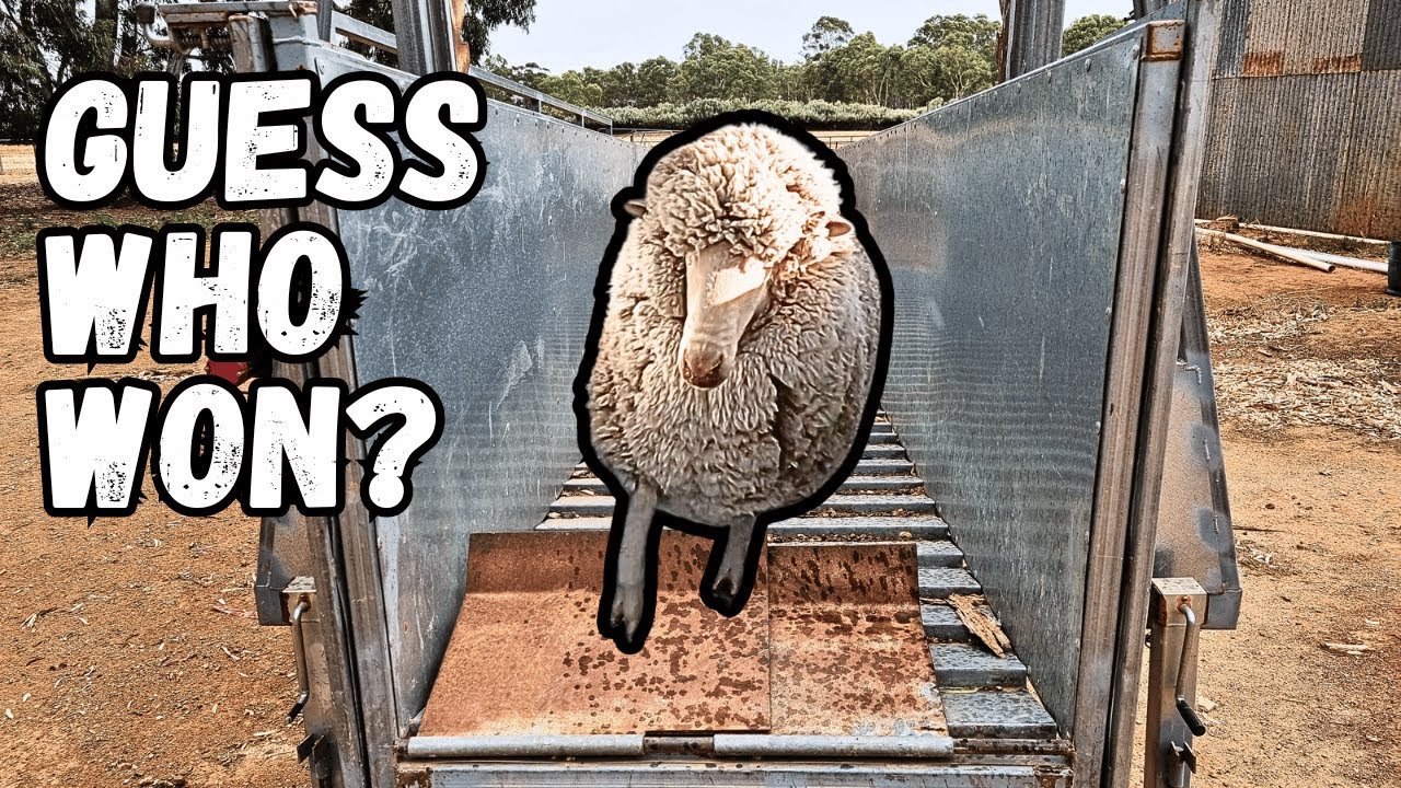 Face To Face With The Beast! Moving Sheep & Clean Up At The Bin Site ...