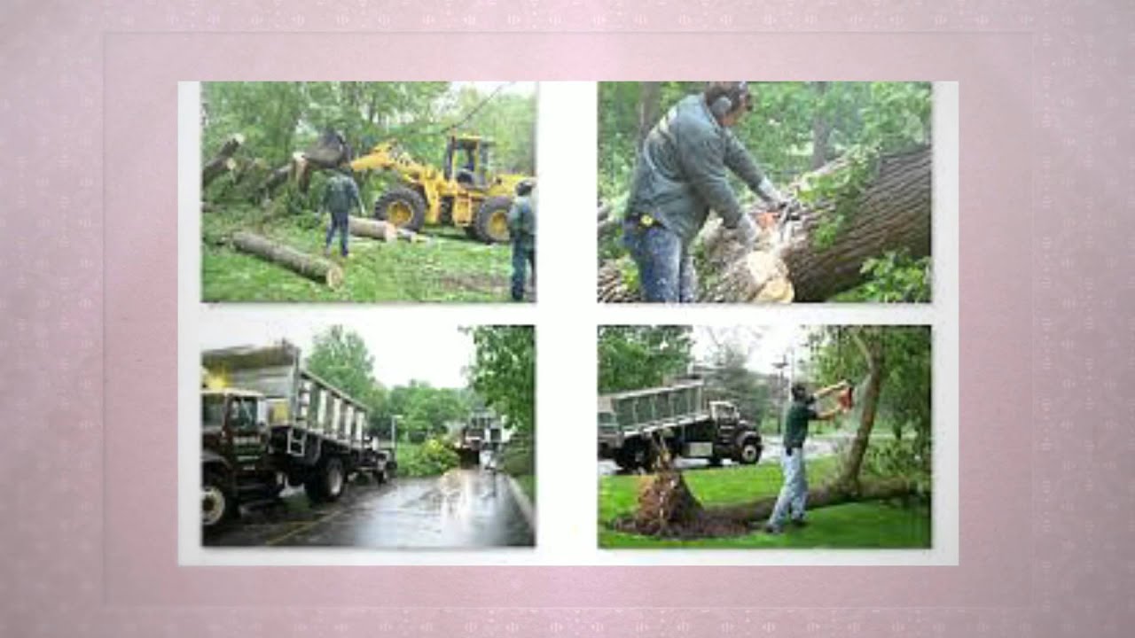 Best Tree Service - YouTube