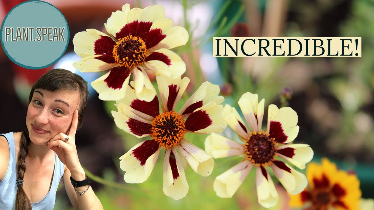 COREOPSIS INCREDIBLE! growing/seeding/planting/hybrids/germinating ...