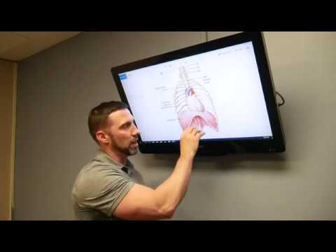 How Your Diaphragm Can Cause Heart Palpitations | Hopkins Chiropractor ...