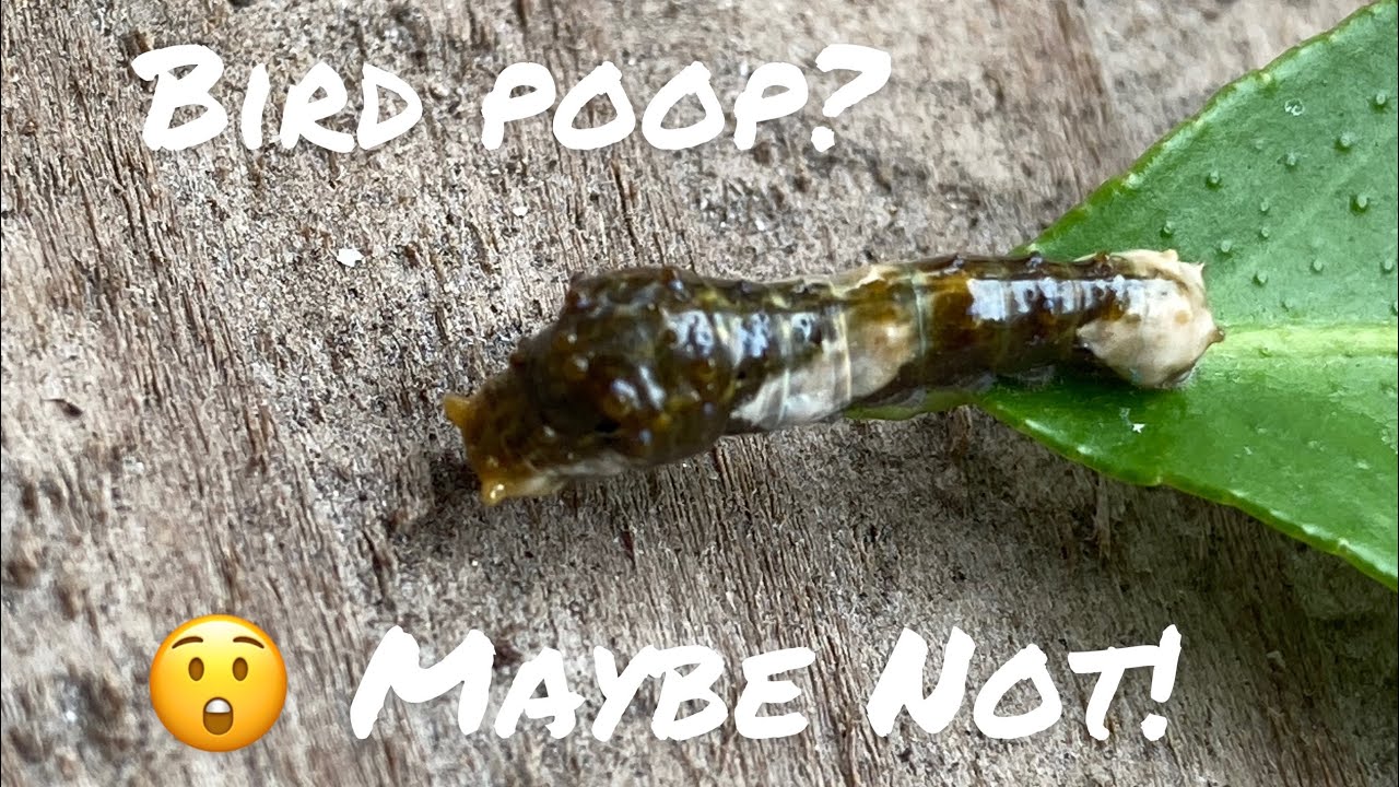 Bird Poop Caterpillar - YouTube