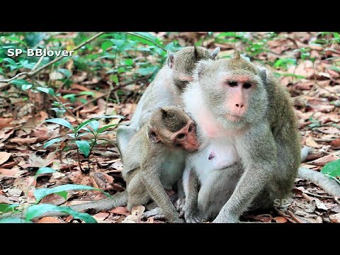 How Can Mom Weaning Adult Monkey If He Cry Like Baby 4 Month Old - YouTube