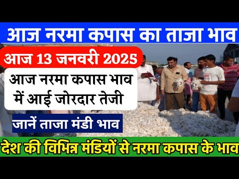 Narma cotton prices| 13 January 2025 Today cotton crossed 8000 ₹, rise ...