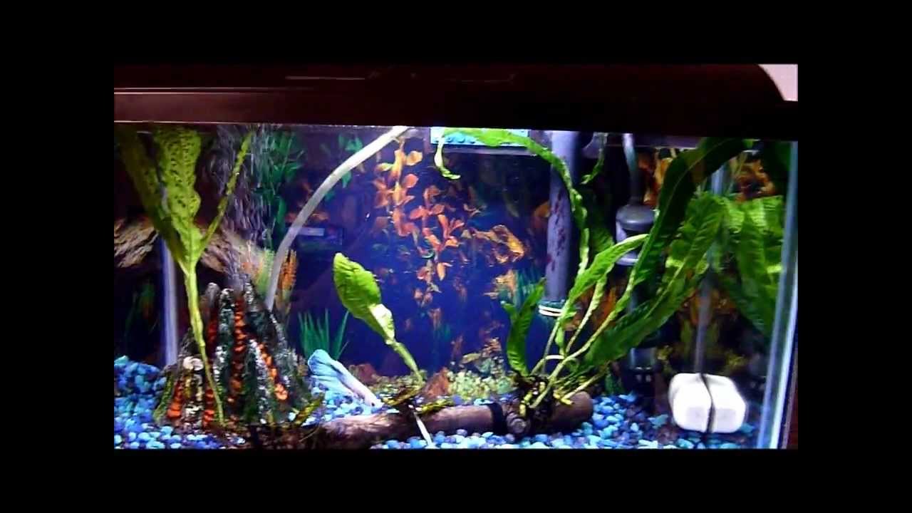 Java Fern: My First Live Aquarium Plant + How To - YouTube