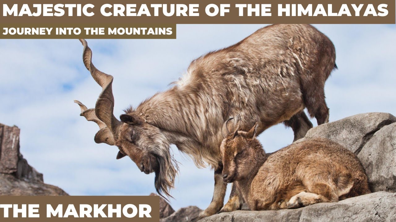 Discovering the Markhor: A Majestic Creature of the Himalayas and Its ...