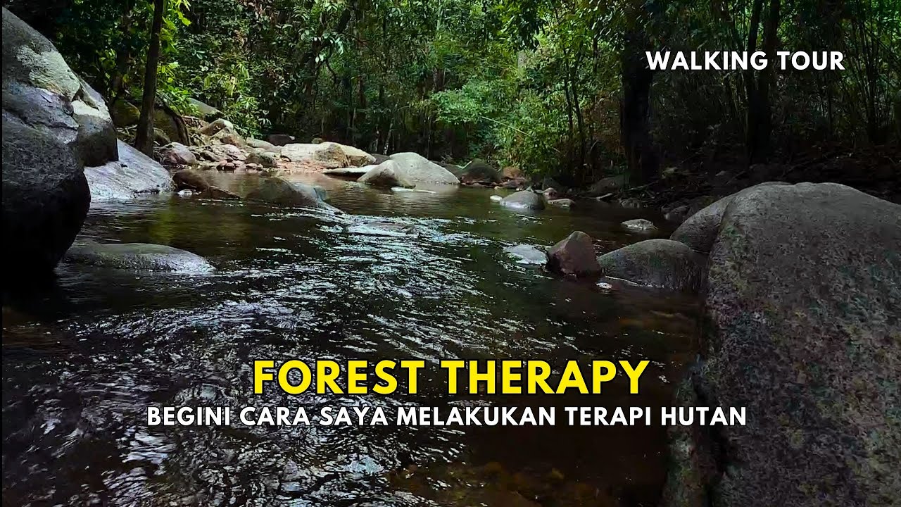 Terapi Hutan, Rahasia Penyembuhan Ala Orang Jepang | Terapi Penyembuhan ...