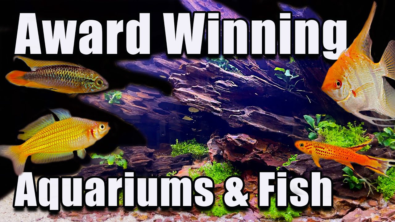 The Awarding Winning Aquariums and Fish of The Keystone Clash - YouTube
