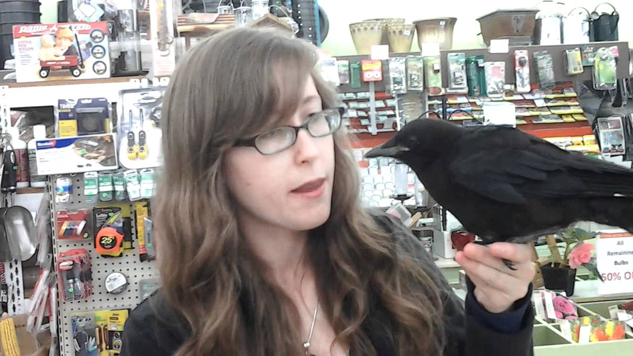 very tame crow - YouTube