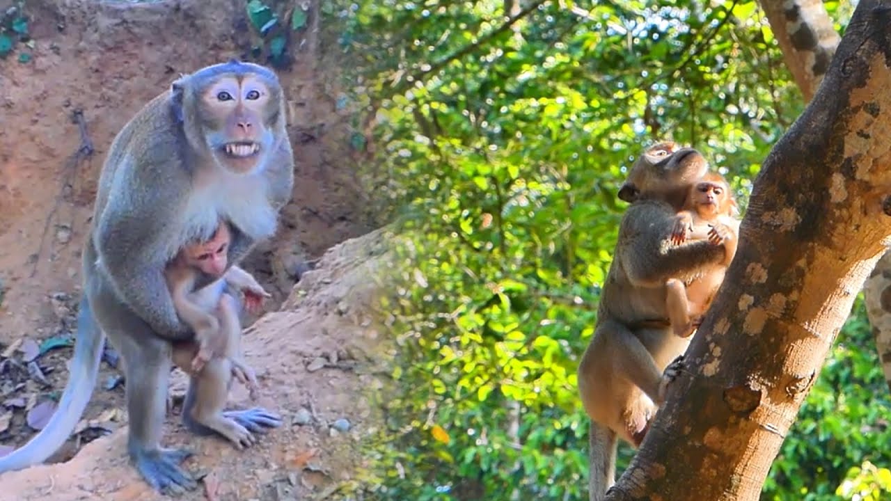 OH! 😮🙈 The wild monkey kidnaper and hugger, Little Newton, runs and ...