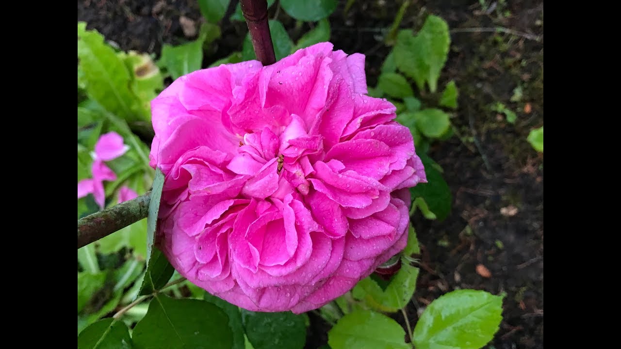 Rose anglaise 'Gertrude Jekyll®' de 'David Austin' Le rose subtil - YouTube