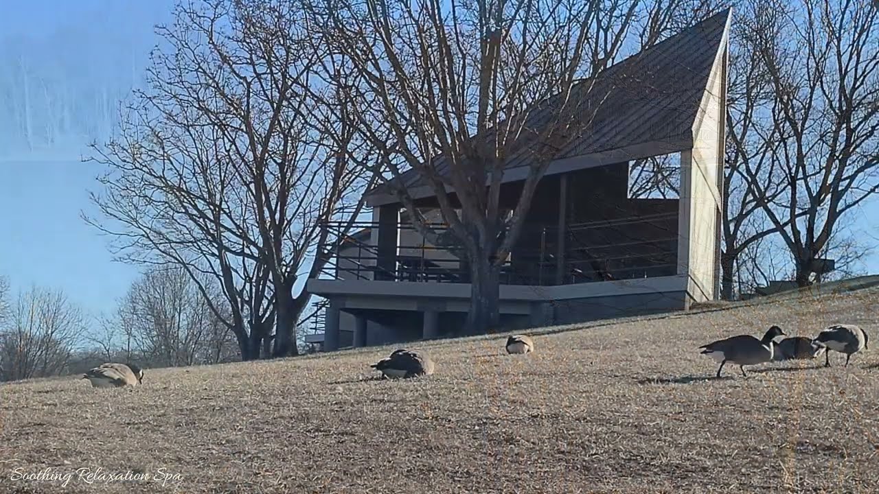 Relaxing Canadian Geese in the Winter Sounds - Centennial Park - YouTube
