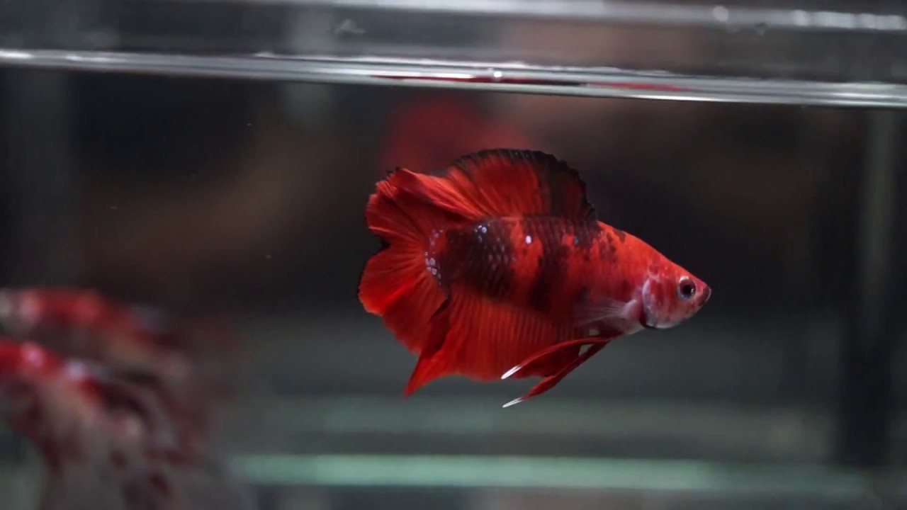 SUPER RED KOI Double Tail Plakat DTPK (Male) Betta - YouTube