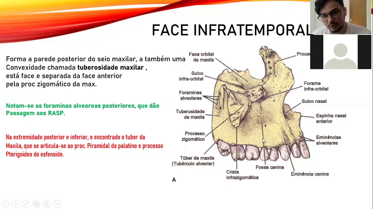 OSTEOLOGIA DA MAXILA- MONITORIA DE ANATOMIA TOPOGRAFICA. - YouTube