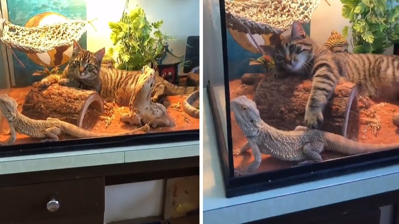 Cat climbs into lizard's terrarium for playtime - YouTube
