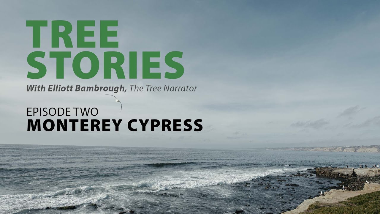 TREE STORIES - Episode Two: The Monterey Cypress - YouTube