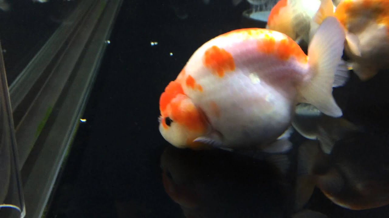 Sakura Ranchu - YouTube