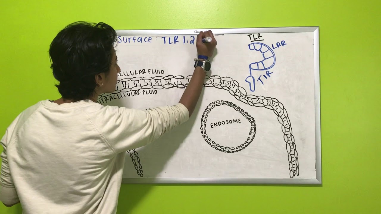 TLR Structure & Locations - YouTube