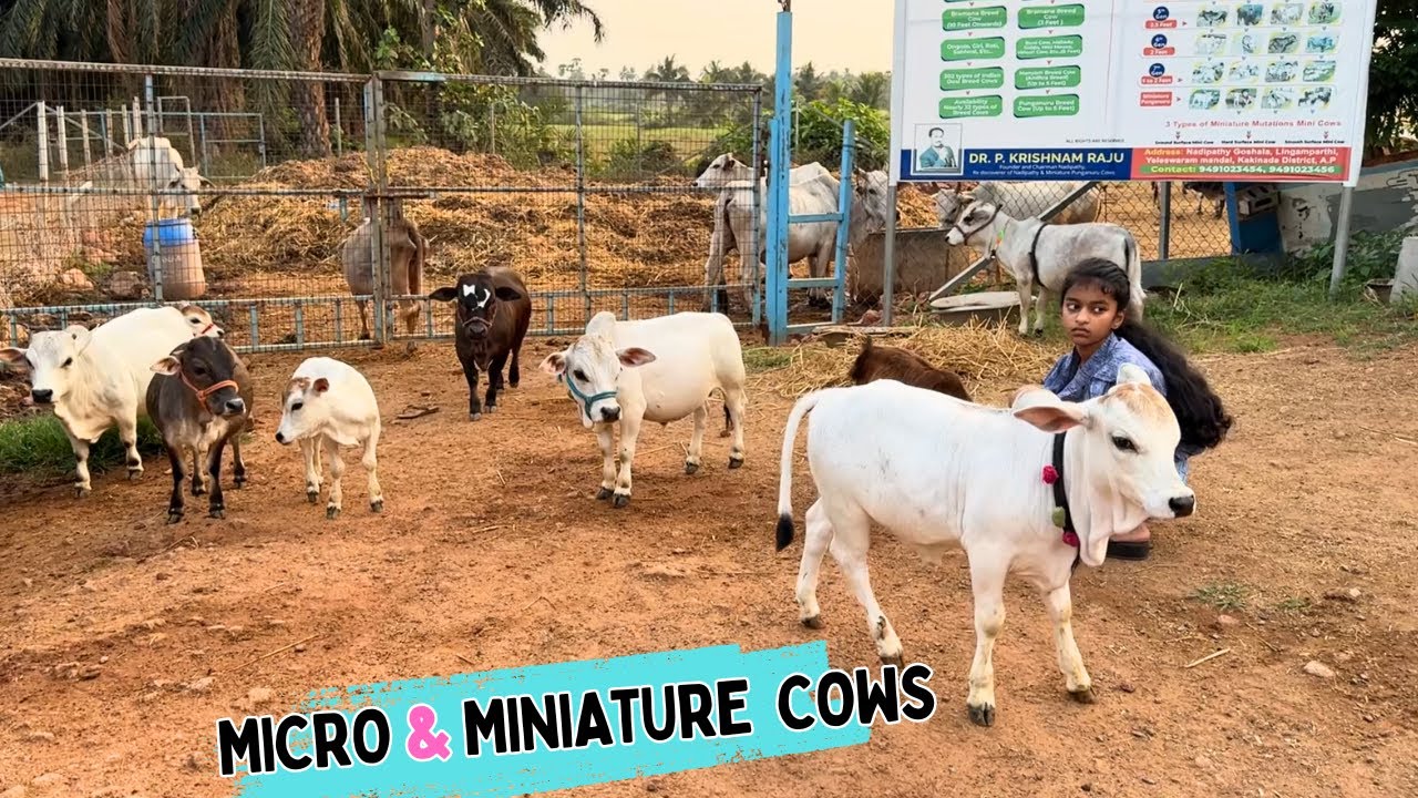 cute mini cows #reelsviral #reels #viralreels #viralshortsreels # ...