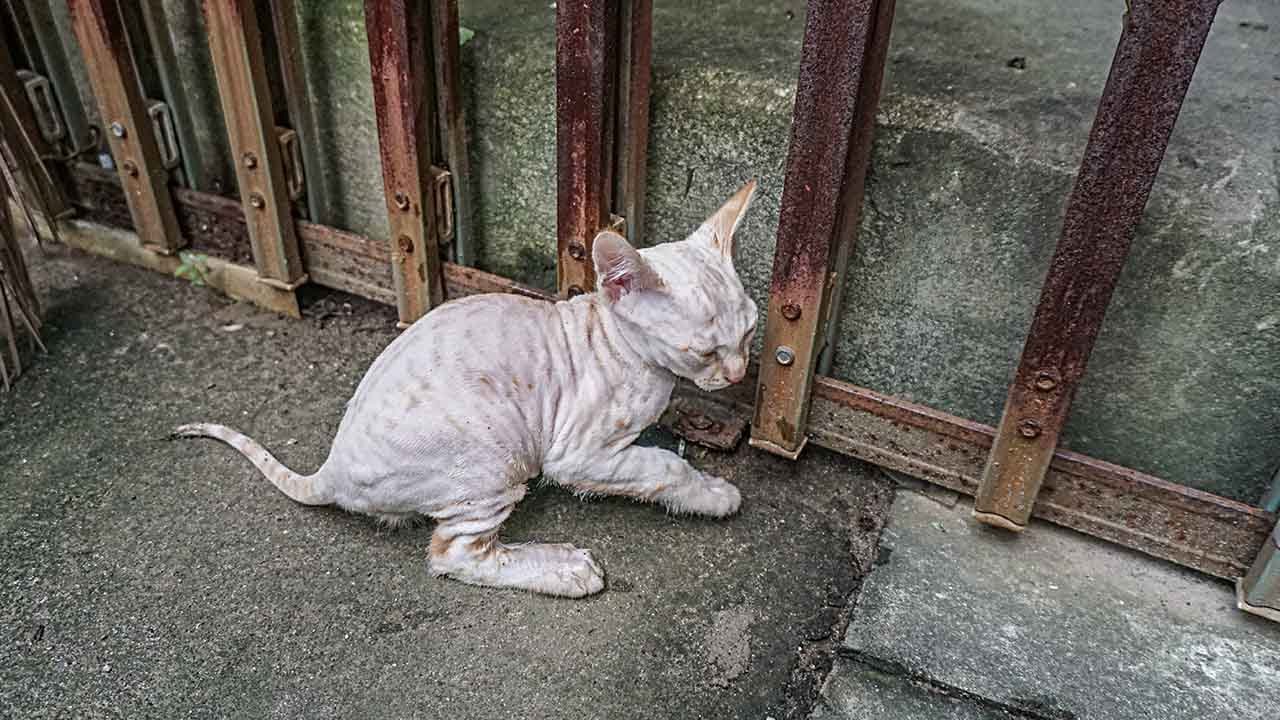 Weak Kitten Standing in Front Of House Asking For Help But No One Cares ...