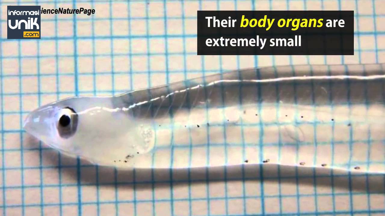 Ikan Bertubuh Transparan - YouTube