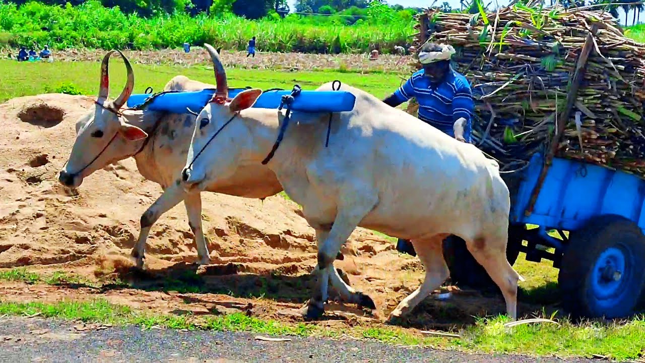bullock cart heavy load ride bullock cart ride bullock cart race ...