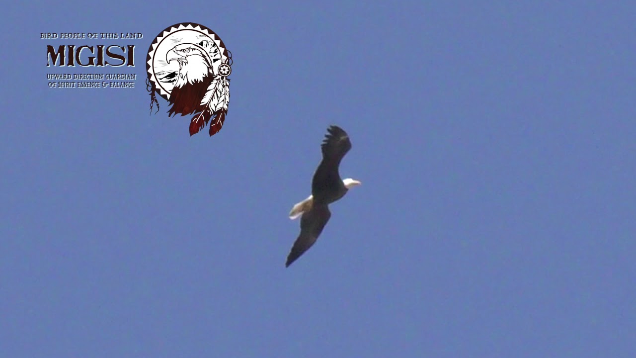 MIGISI GREAT BIRD OF THIS LAND - YouTube