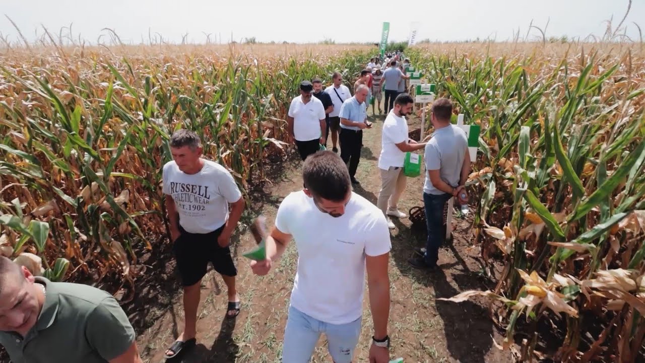 RWA field day Despotovo - 11 corn hybrids and 5 varieties of soybean ...