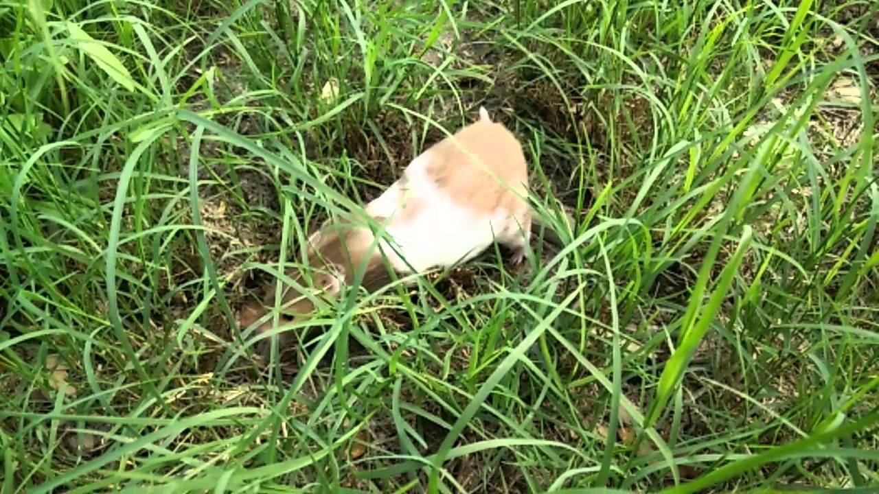 Vicious rat bites foot off of man in slow motion - YouTube