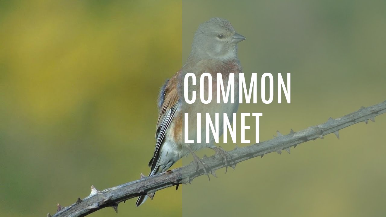 Common Linnet Song | Linaria cannabina Melodies | # ...