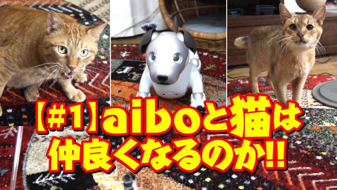 AIBOと猫は仲良くなるか！！ Does the cat make friends with AIBO? - YouTube