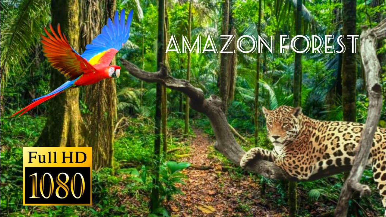 12K HDR 60fpsAmazon rainforest animals - YouTube