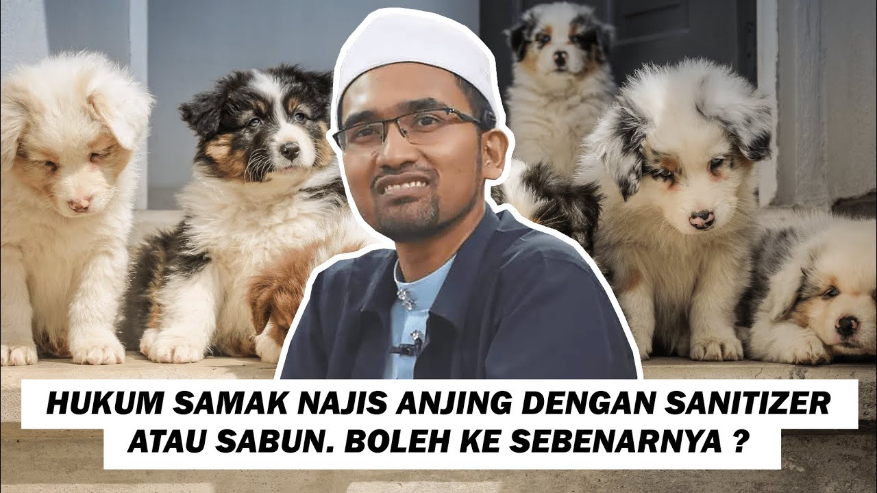 Hukum Samak Najis Anjing Dengan Sanitizer/Sabun. Boleh Ke Sebenarnya ...
