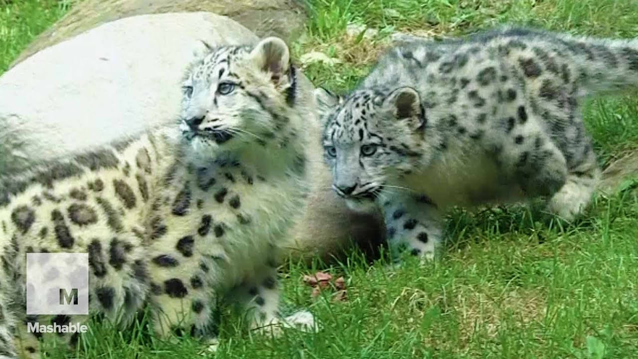 Adorable Snow Leopard Cubs Show Off Cuteness for First Time | Mashable ...