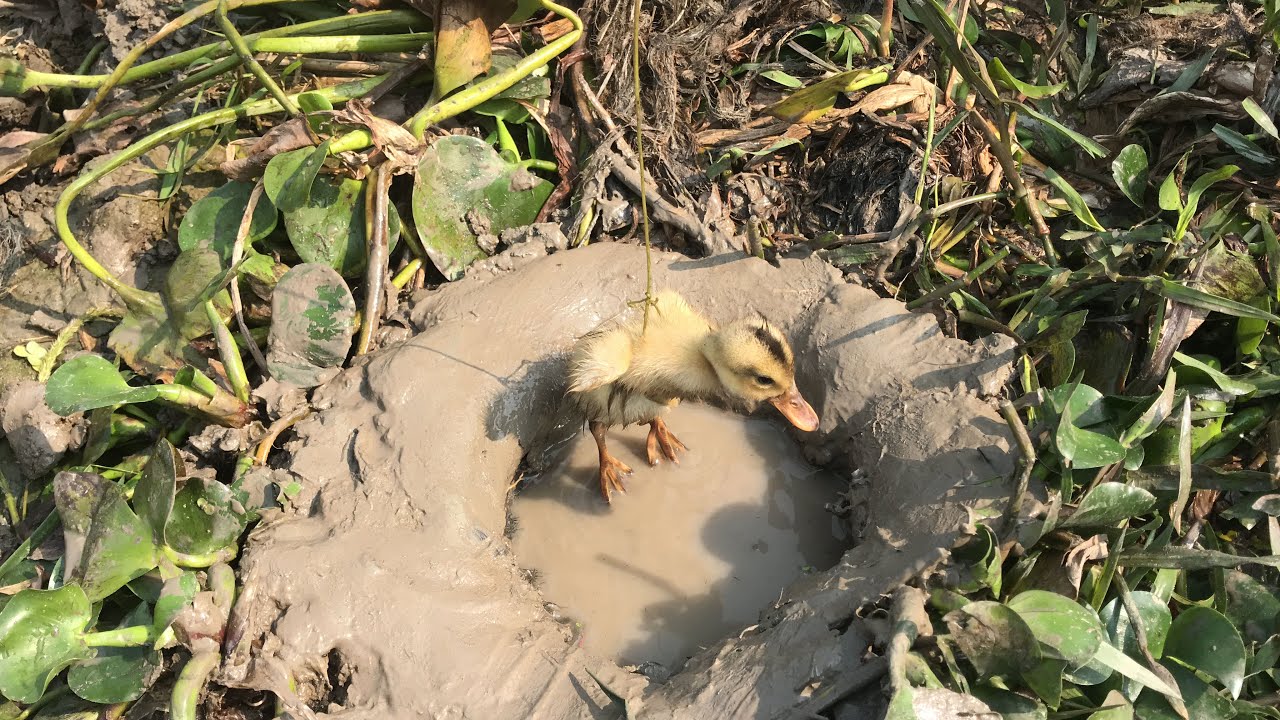 Amazing Fishing With Small Duck | Unbelievable Fishing Technique. Catch ...