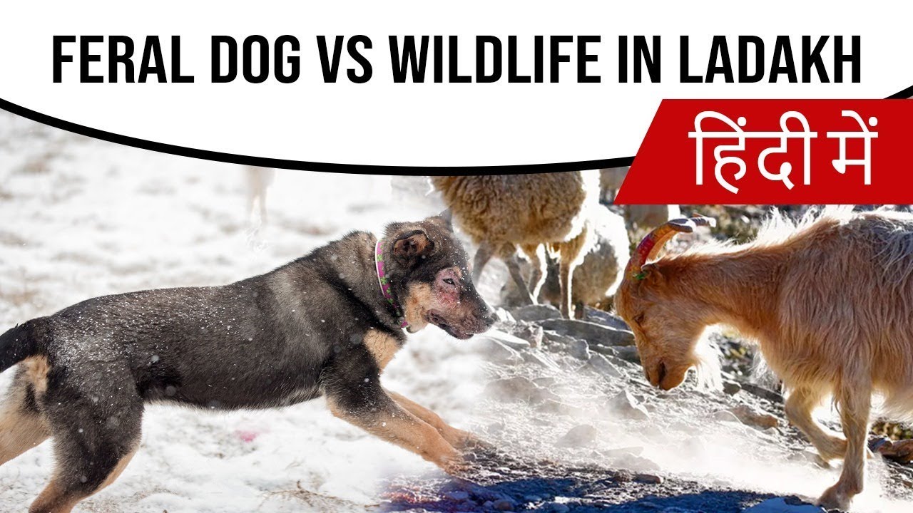 Wildlife of Ladakh under threat, Issue of rising Feral Dogs population ...